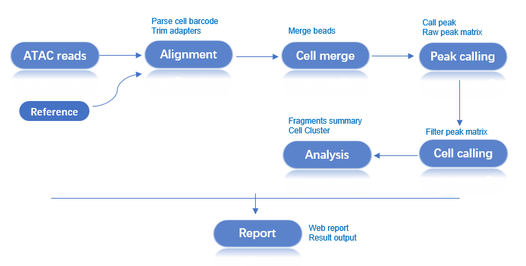 溺 DNBelab C Series HT scATAC 分析流程